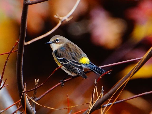 Yellow-rumped Warbler