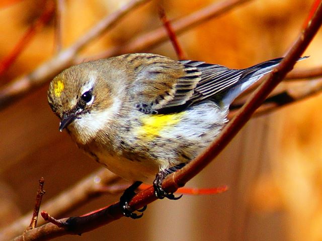 Yellow-rumped Warbler