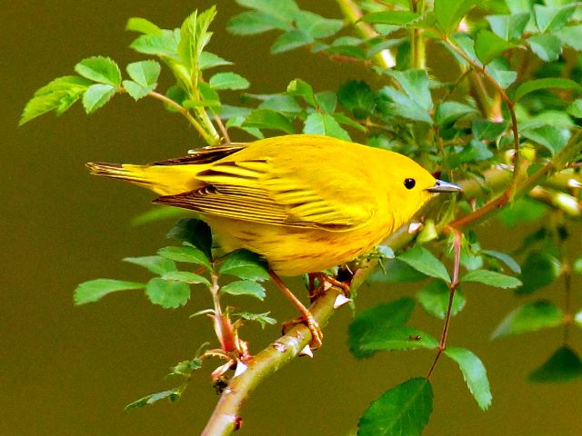 Yellow Warbler