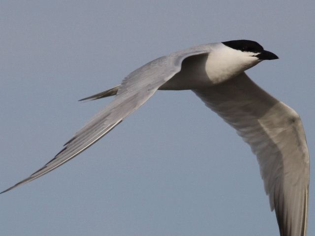 Gull-billed Tern