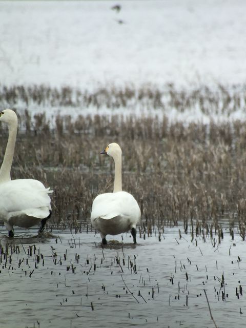 Tundra Swan