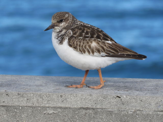 Ruddy Turnstone