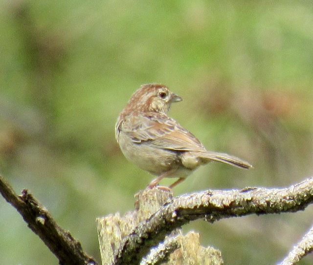Bachman's Sparrow