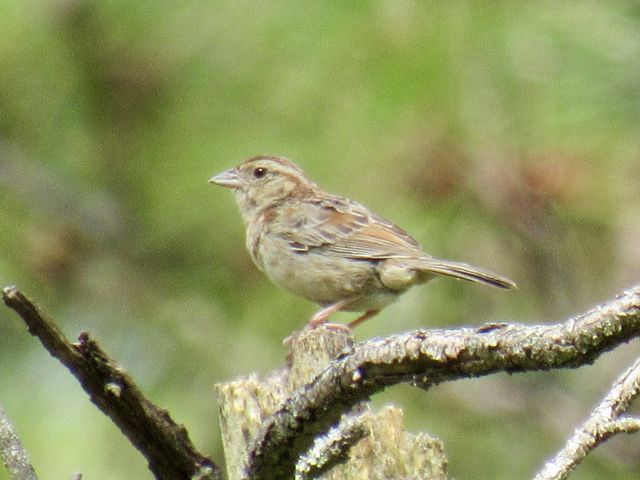 Bachman's Sparrow