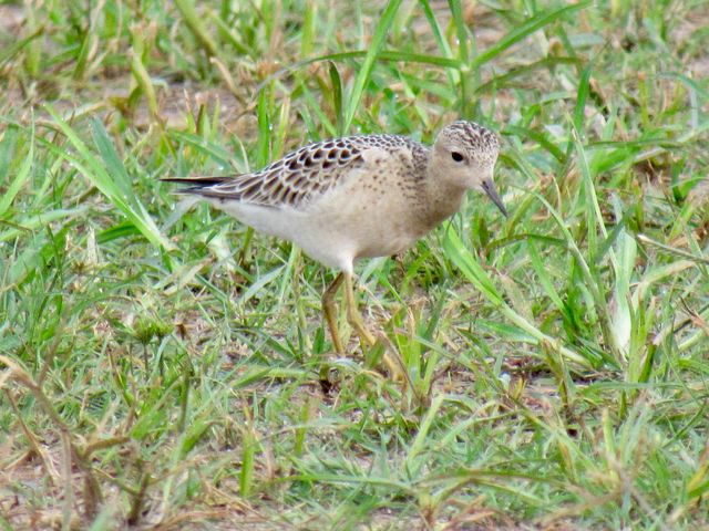 Buff-breasted Sandpiper
