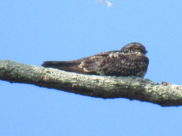 Common Nighthawk