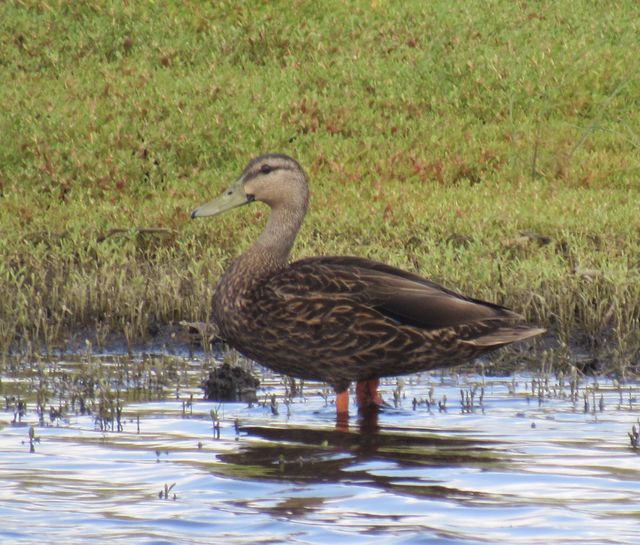 Mottled Duck