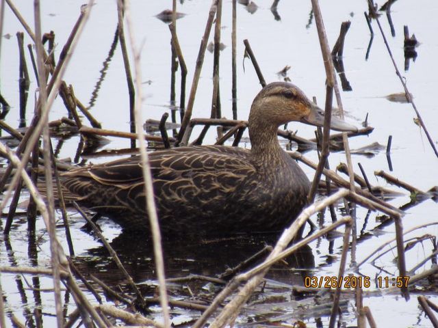 Mottled Duck