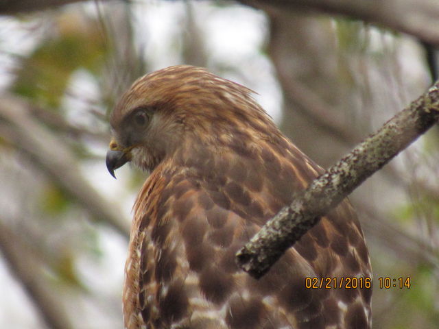 Red-shouldered Hawk