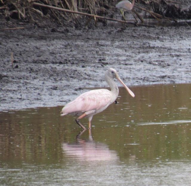 Roseate Spoonbill