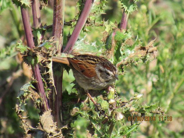Swamp Sparrow