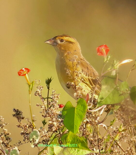 Bobolink