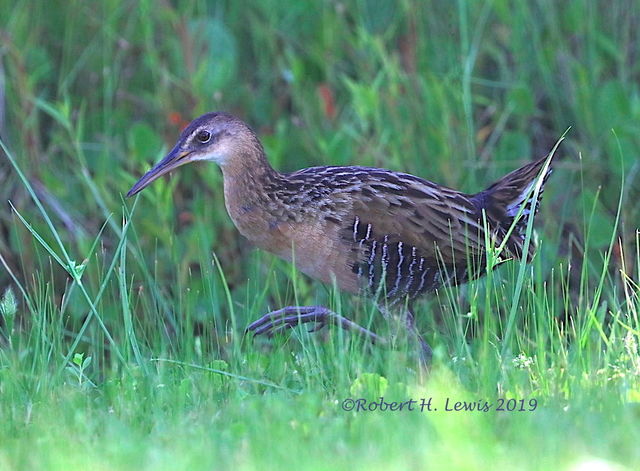 Clapper Rail