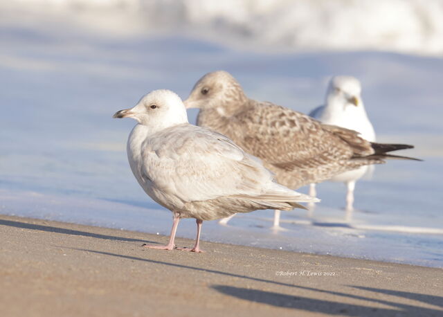 Iceland Gull