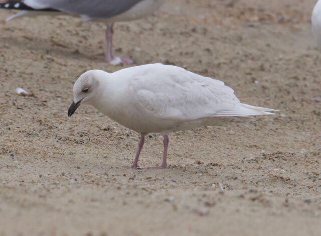 Iceland Gull