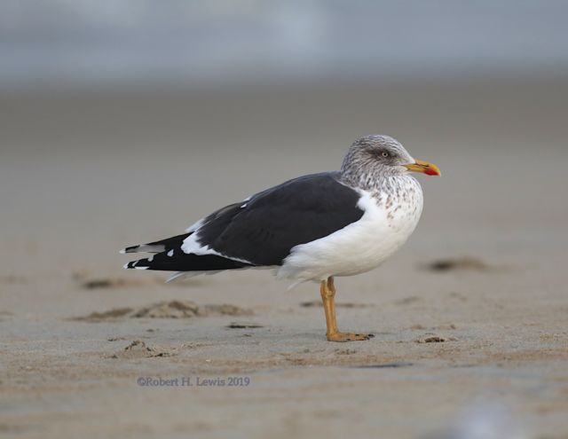Lesser Black-backed Gull