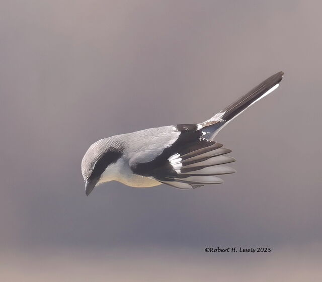 Loggerhead Shrike
