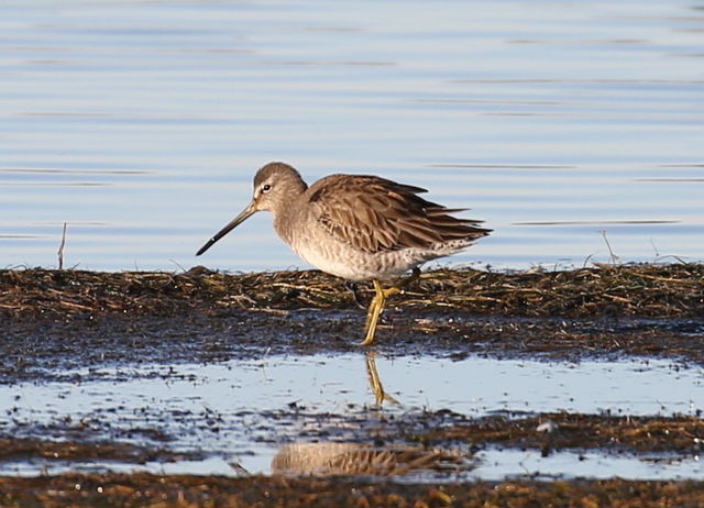 Long-billed Dowitcher
