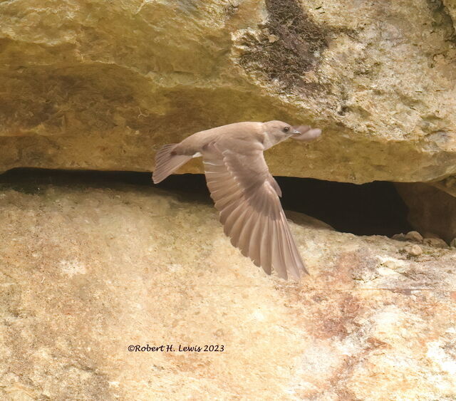 Northern Rough-winged Swallow