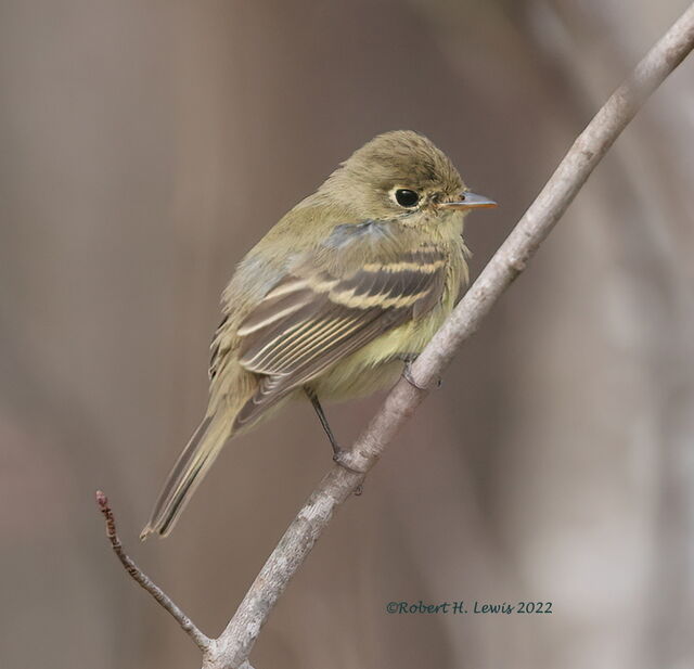 Western Flycatcher