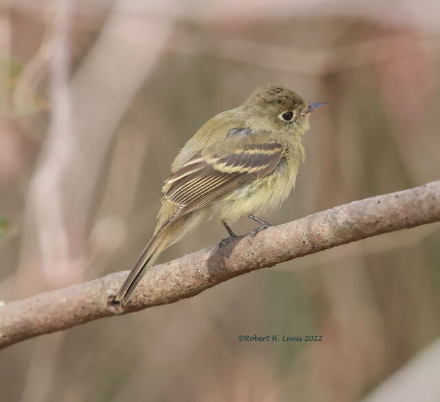 Western Flycatcher