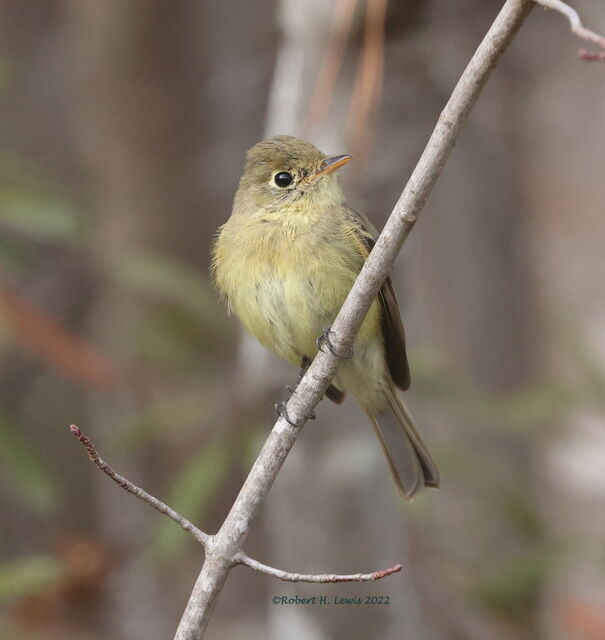 Western Flycatcher
