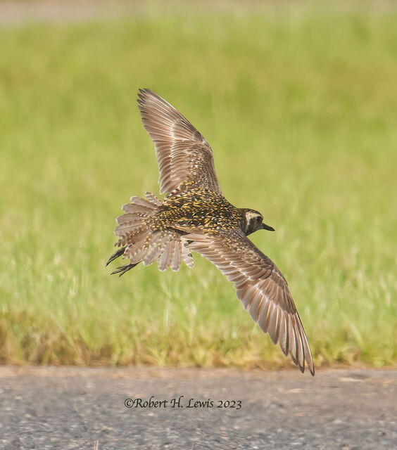 Pacific Golden-Plover