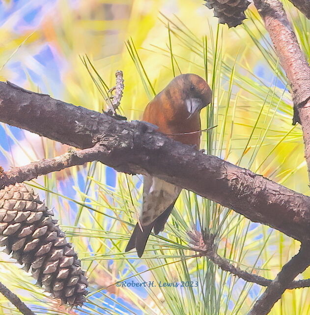 Red Crossbill