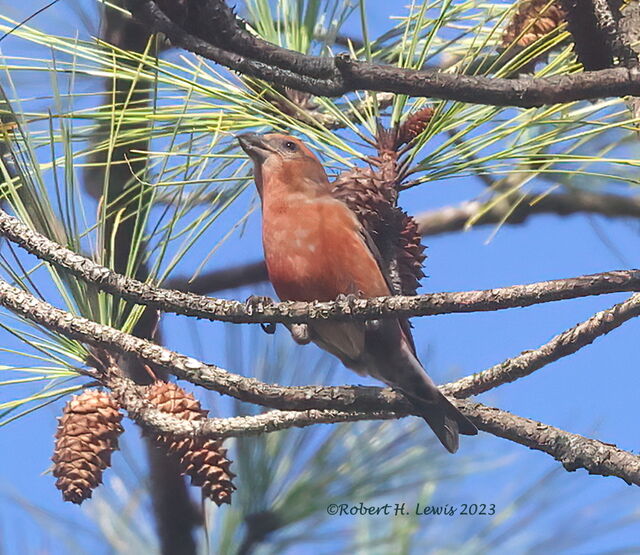 Red Crossbill