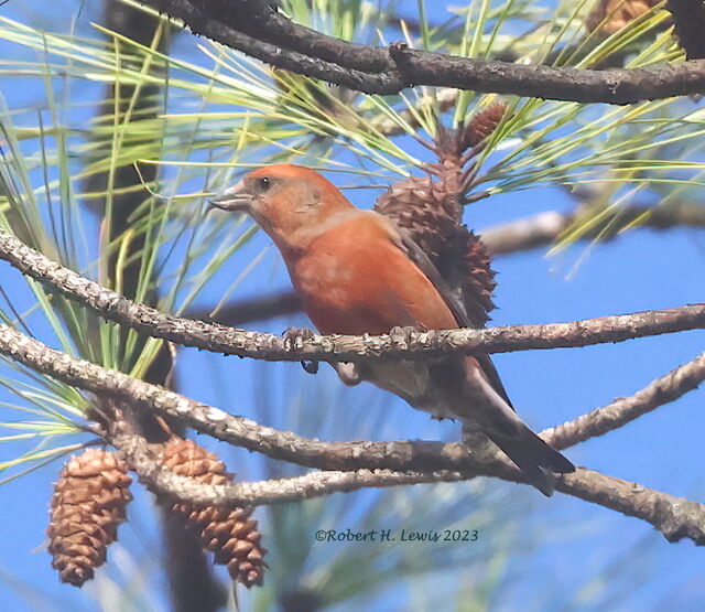 Red Crossbill