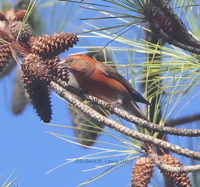 Red Crossbill