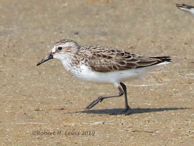 Semipalmated Sandpiper