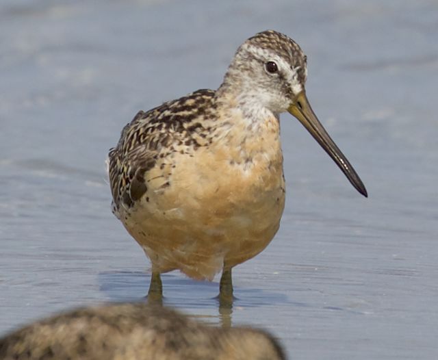 Short-billed Dowitcher