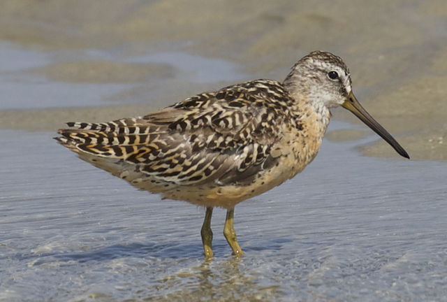 Short-billed Dowitcher