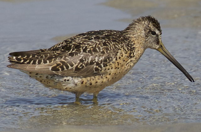 Short-billed Dowitcher