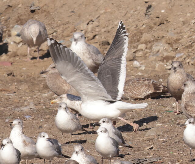 Slaty-backed Gull