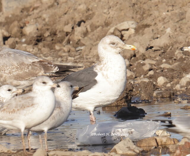 Slaty-backed Gull