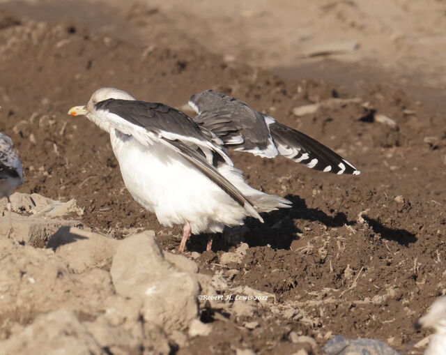 Slaty-backed Gull