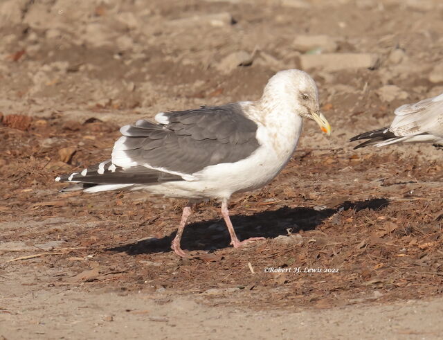 Slaty-backed Gull