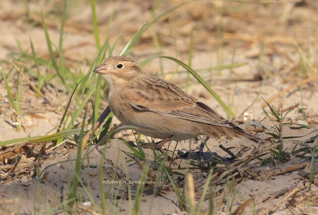 Thick-billed Longspur