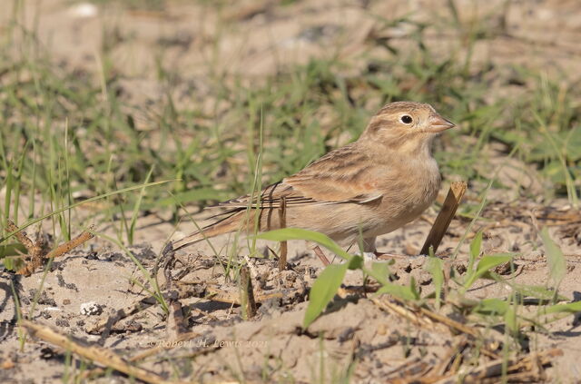 Thick-billed Longspur