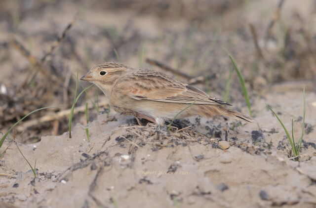 Thick-billed Longspur