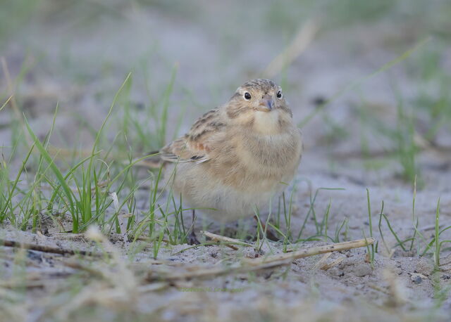 Thick-billed Longspur