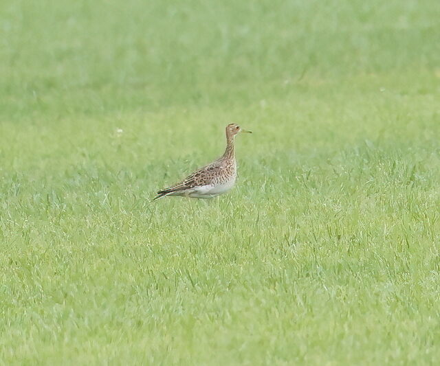 Upland Sandpiper
