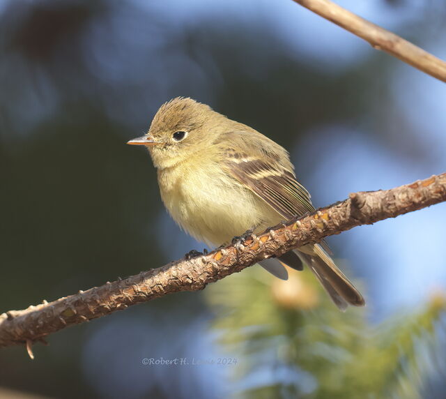 Western Flycatcher