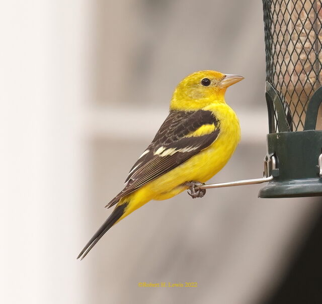 Western Tanager