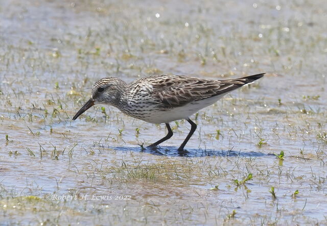 White-rumped Sandpiper