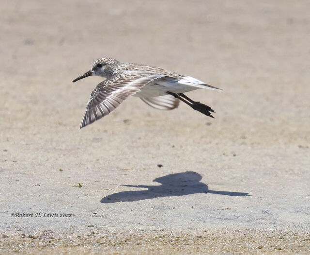 White-rumped Sandpiper