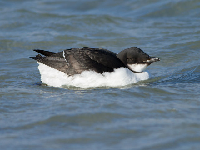 Thick-billed Murre
