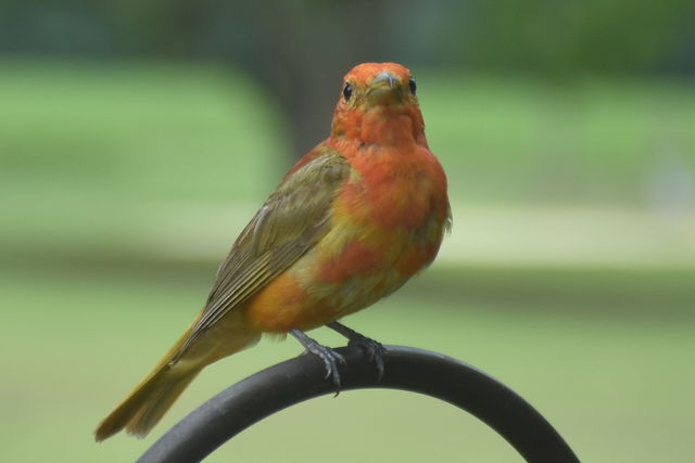 Summer Tanager